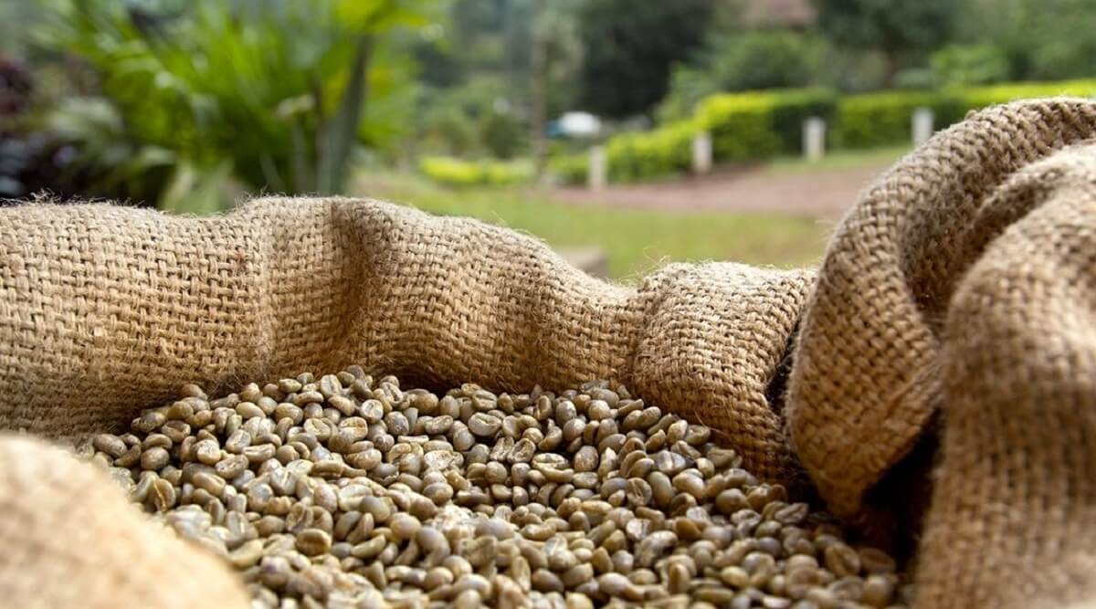 Coffee Produced by Indian Tribal Farmers Gets French Award